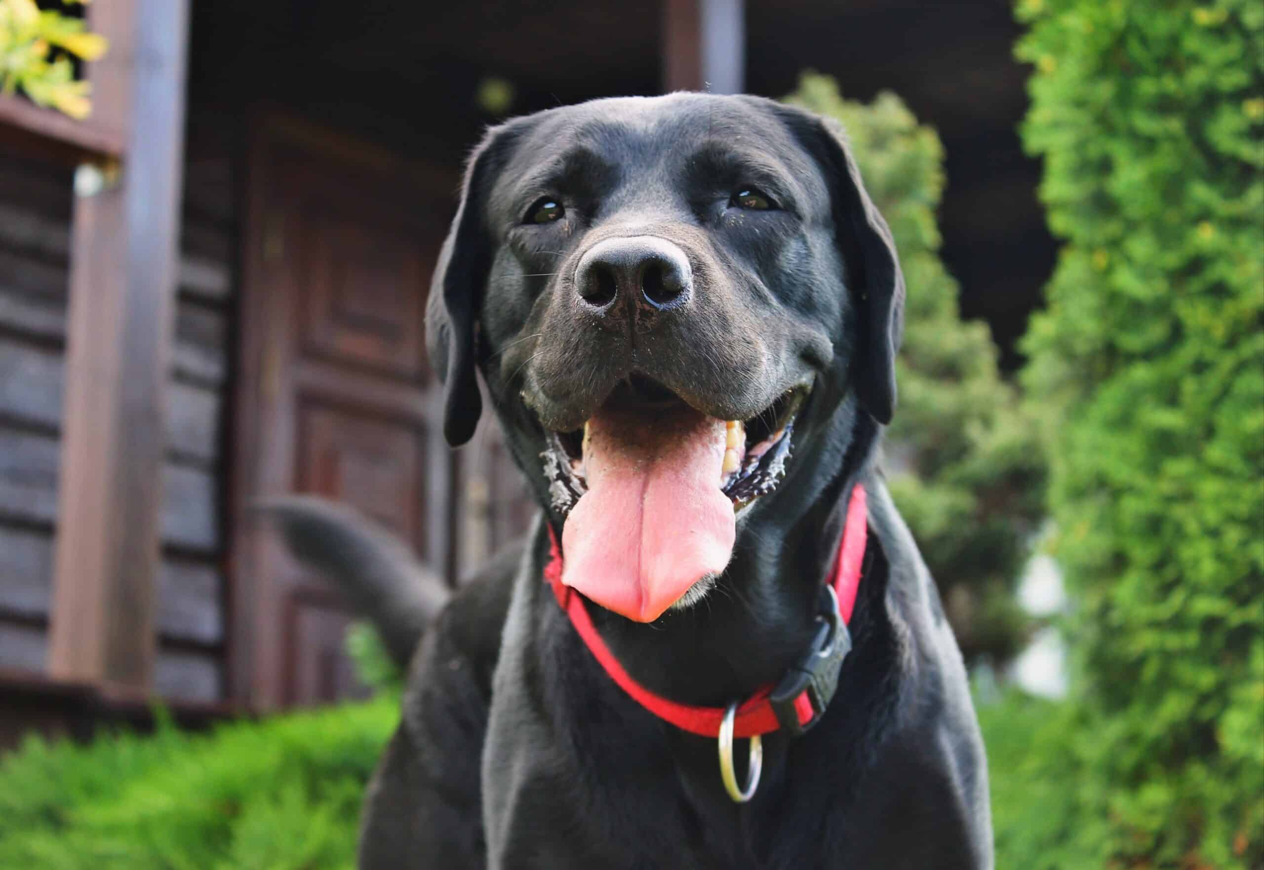 Are Labrador Retreivers Loyal