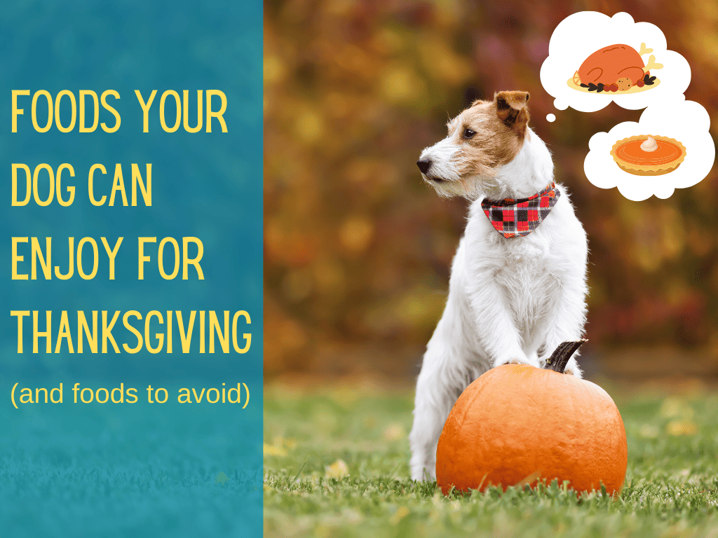 Thanksgiving Food For Dogs: Safe Choices & What To Avoid