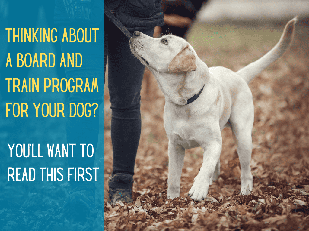 Board And Train Programs: What To Watch For In 2024