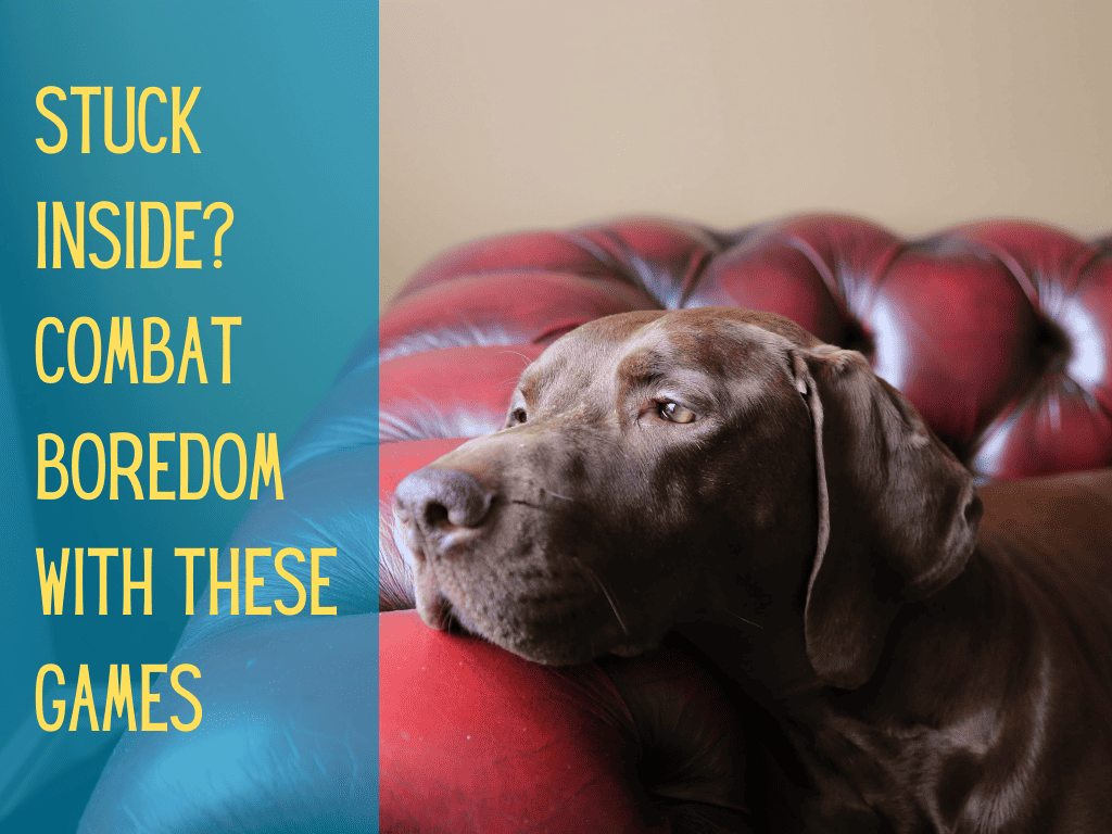 Things To Do With Your Dog Indoors: 15 Fun Ideas