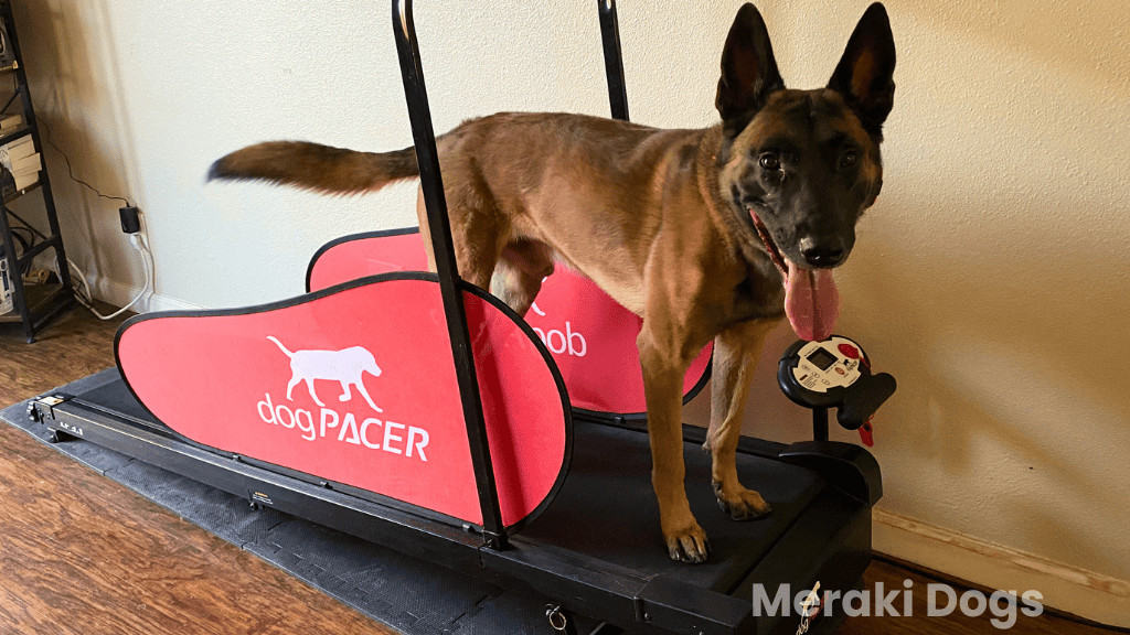 7 Best Dog Treadmills Of 2025 | Top Picks To Exercise Your Dog
