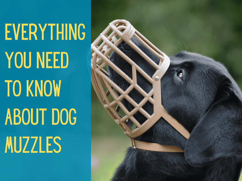 Dog Muzzles: Must-Know Info & Tips For 2024