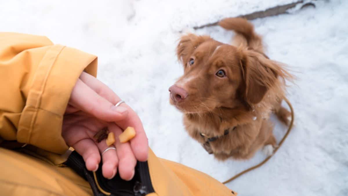 Marker Training For Dogs: Effective Tips In 2024
