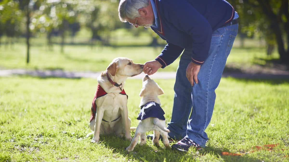 Marker Training For Dogs: Effective Tips In 2024
