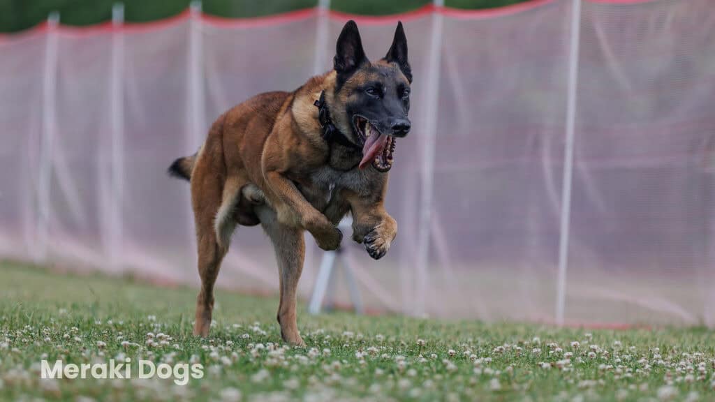 Fast CAT: The Ultimate Beginners Dog Sport [2024]