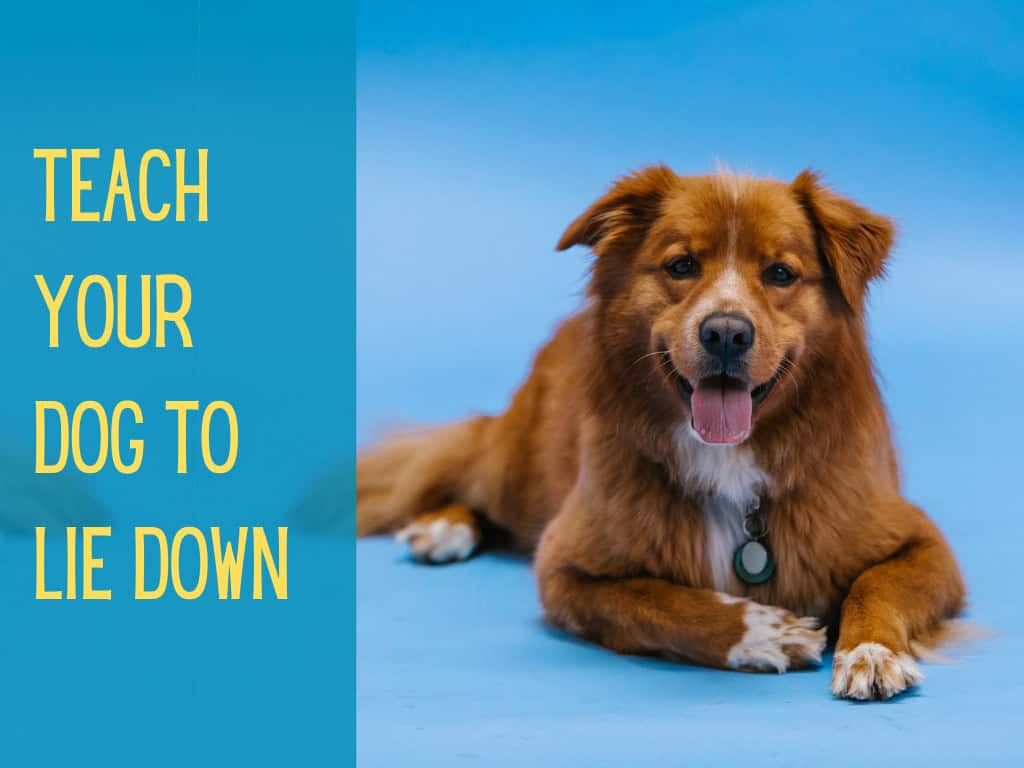 How To Teach Your Dog To Lie Down In 4 Easy Steps