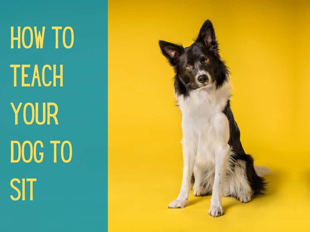 How To Teach A Dog To Sit: 3 Simple Steps