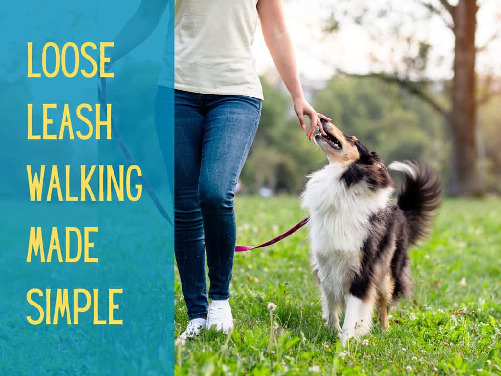 Loose Leash Walking: 9 Dog Training Tips For Chill Strolls