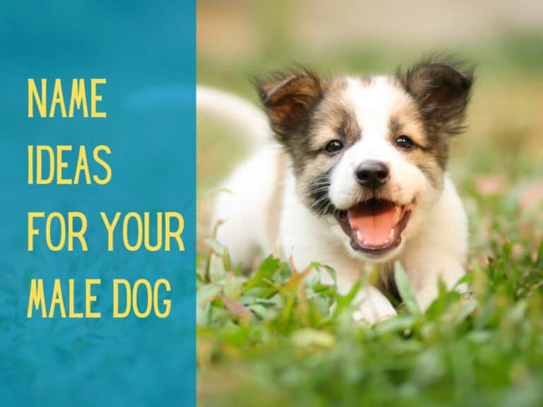 House Of The Dragon-Themed Dog Names [2025]