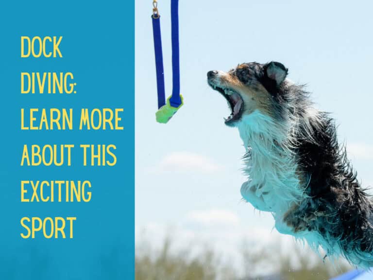 Beginner's Guide To Dock Diving Rules And Regulations In 2024