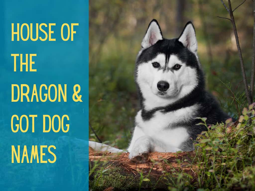 House Of The Dragon-Themed Dog Names [2025]