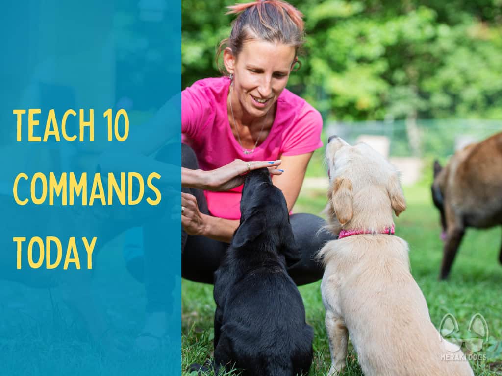 10 Basic Puppy Training Commands You Can Start Today