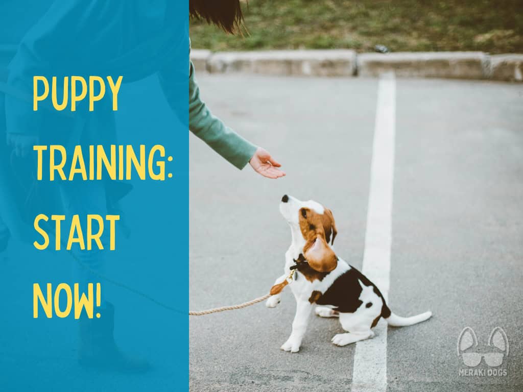 When To Start Training A Puppy [2024]