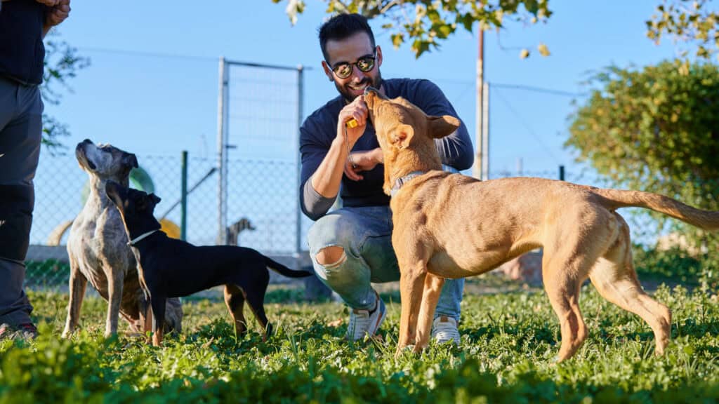 Puppy Clicker Training: Powerful Benefits And How-To Guide