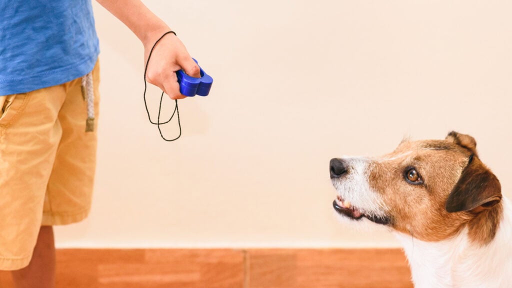 Puppy Clicker Training: Powerful Benefits And How-To Guide