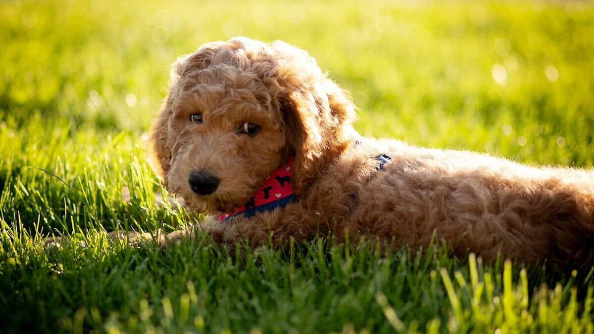 9 Common Puppy Training Mistakes To Avoid