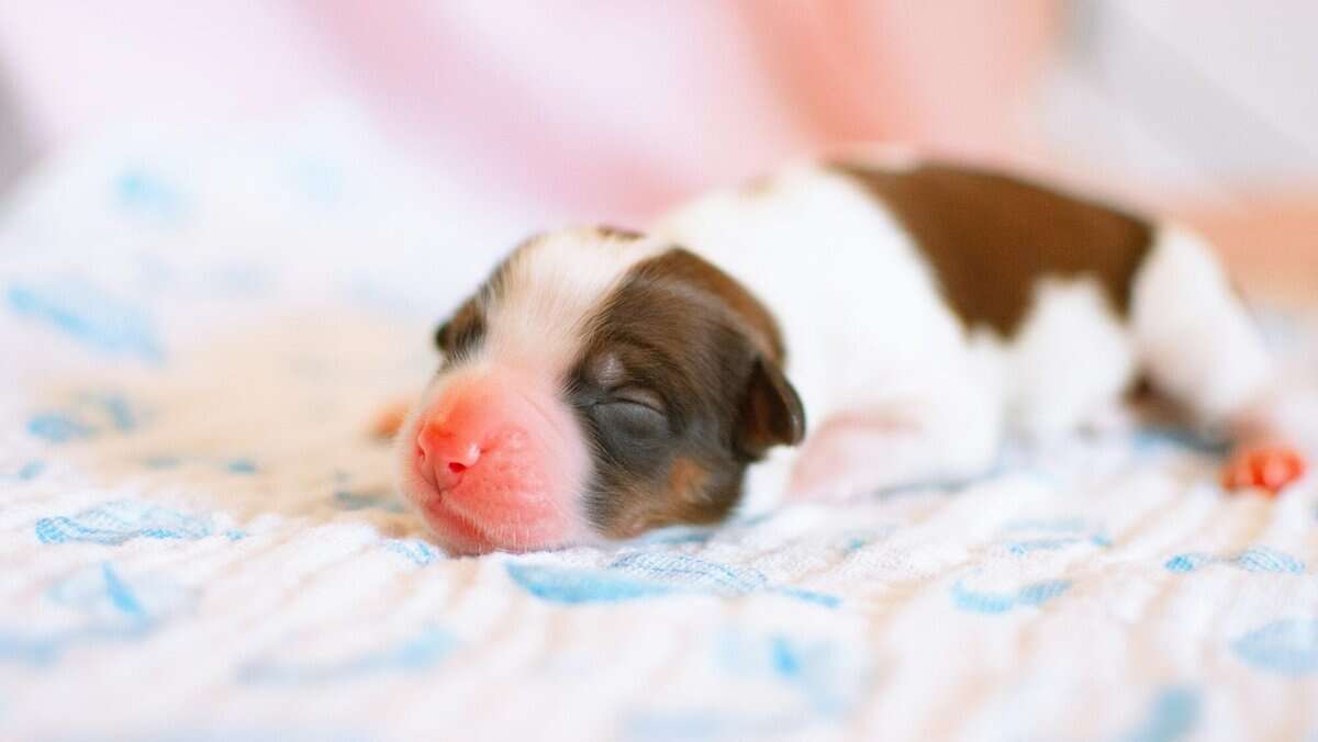 When To Start Training A Puppy [2024]