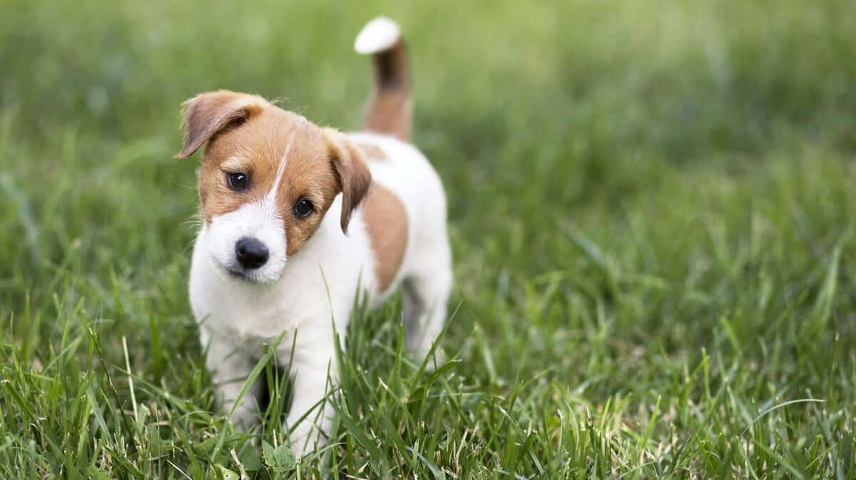 10 Basic Puppy Training Commands You Can Start Today