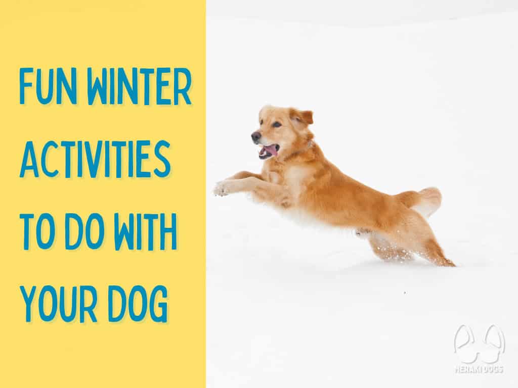 10 Fun Outdoor Winter Activities With Dogs And Owners