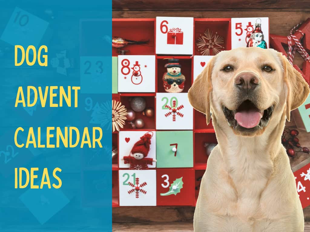 5 Dog Advent Calendar Ideas: Get Festive With Your Pup