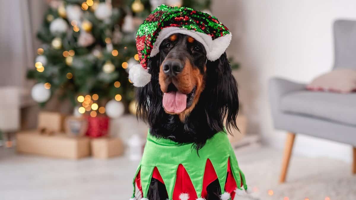 7 Pet-Safe Christmas Tree Alternatives: Festive Options