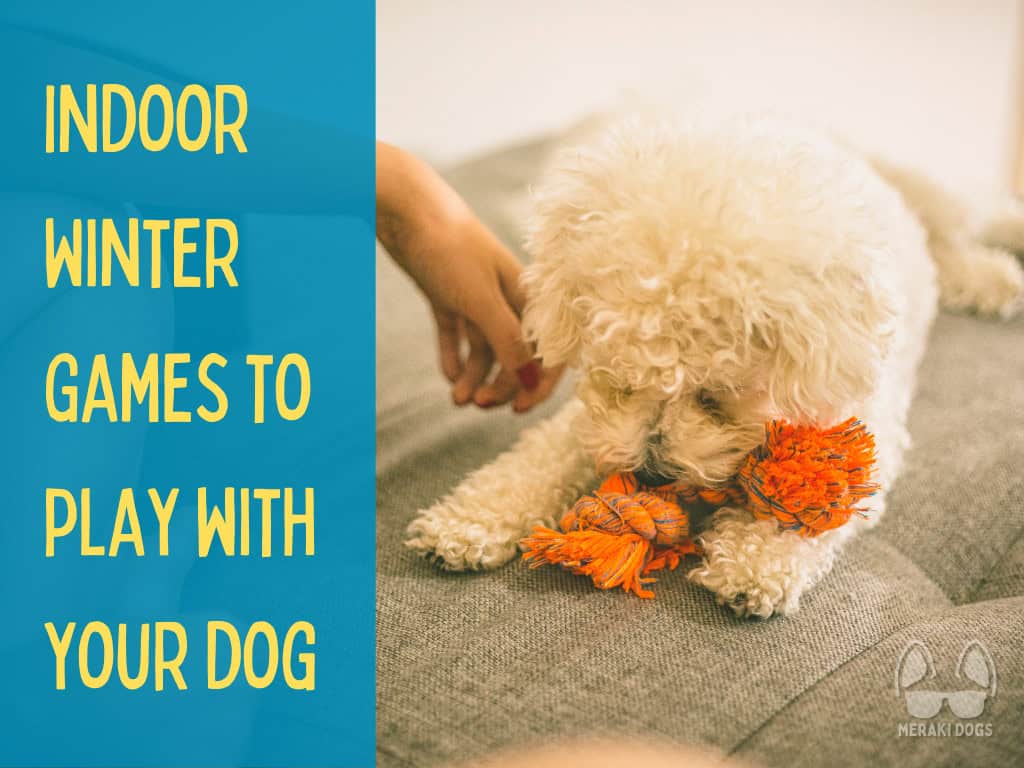 Indoor Winter Dog Games: 9 Engaging Ideas For Cold Days