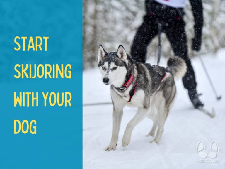 5 Best Slat Mills For Dogs In 2024