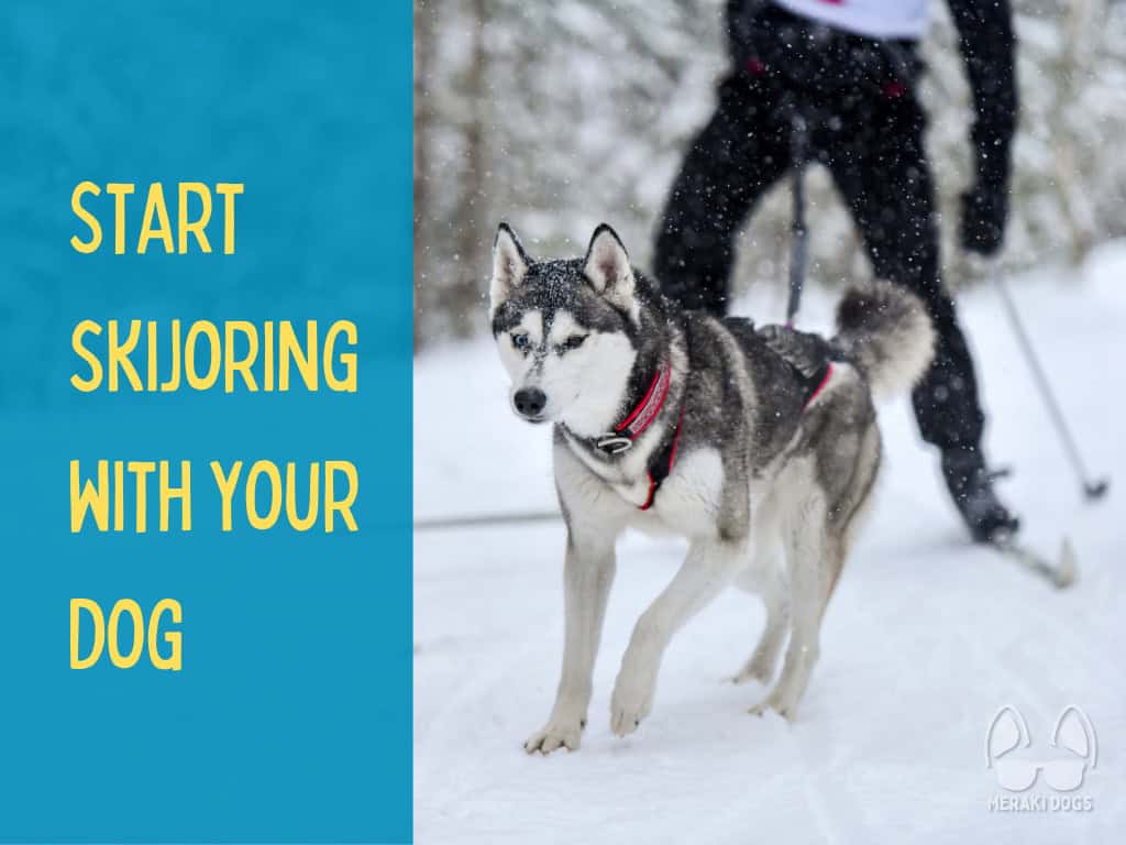 Skijoring With Dogs: 7 Basics For Beginners