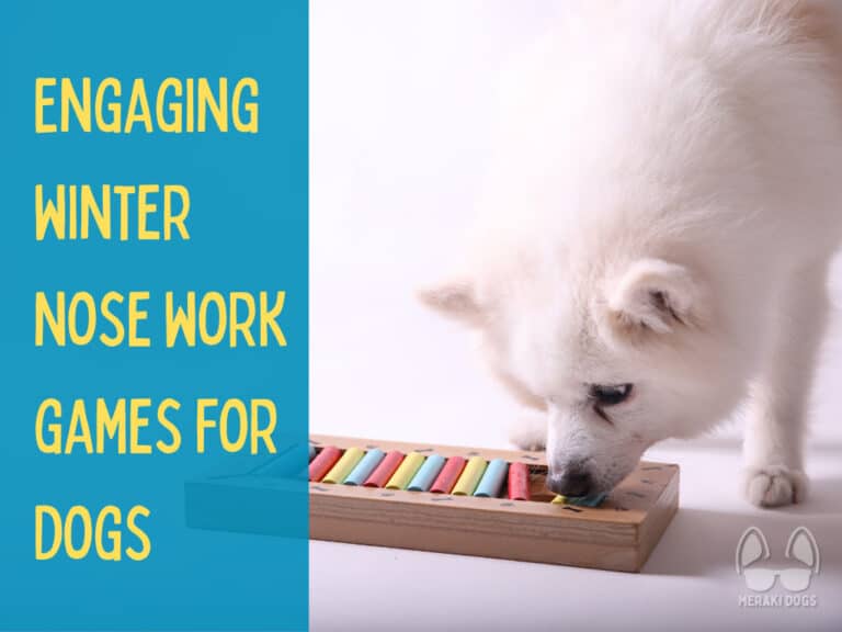 Indoor Winter Dog Games: 9 Engaging Ideas For Cold Days
