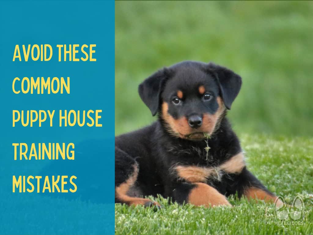 10 Common Puppy House Training Mistakes To Avoid