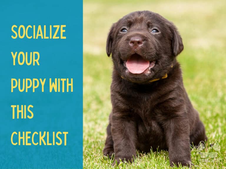 Puppy Socialization: Raise A Confident, Well-Behaved Dog